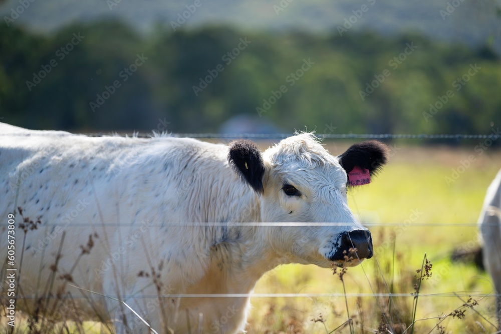 Speckle park cows and cattle on a regenerative native pasture farm ...