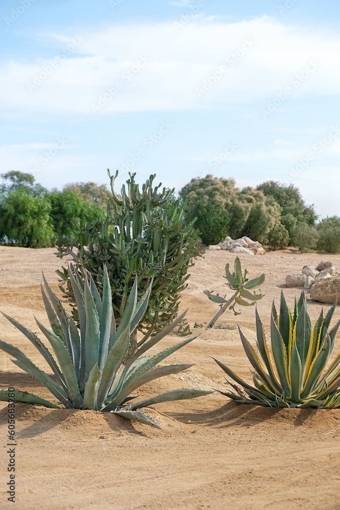 Large Agave succulent plants and trees in desert sands, natural ...
