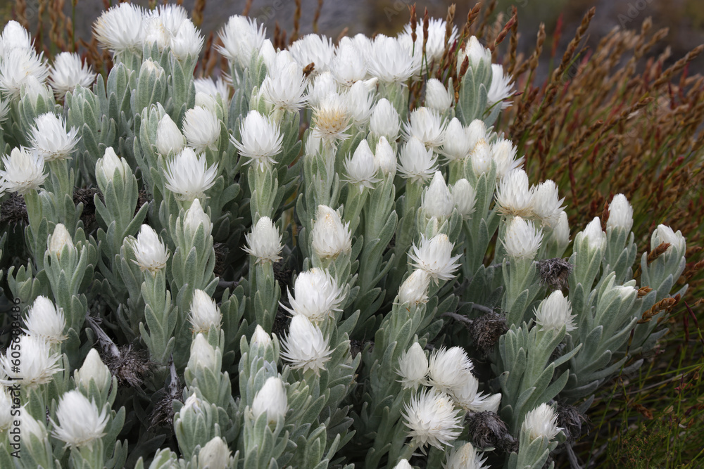 Syncarpha vestita, Table Mountain National Park, Cape Town, South ...