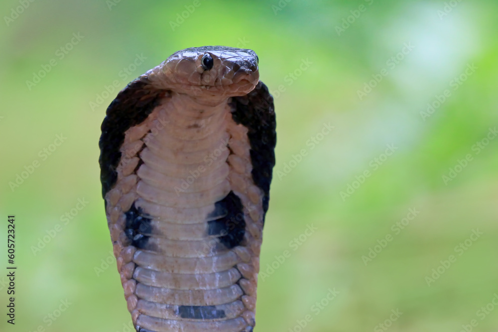 Closeup head of king cobra snake, closeup head king cobra with natural ...