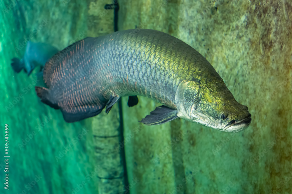 Wels catfish or sheatfish, Silurus glanis. Anatomy, different parts of ...