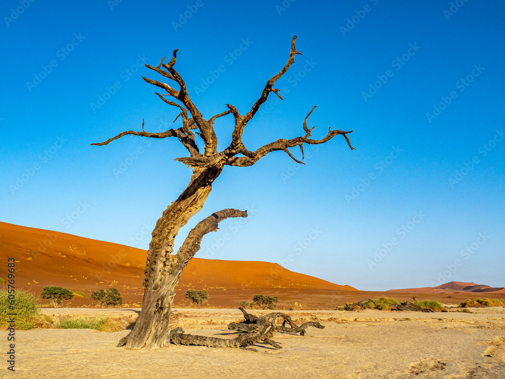 Early morning photos of the dead camel thorn trees at Dead Vlei, with ...