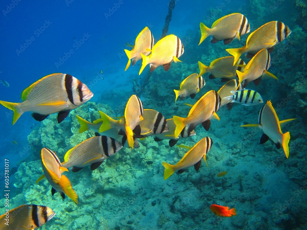 Underwater Ocean Life Photography