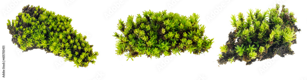 green moss on a transparent background. png Stock Photo | Adobe Stock