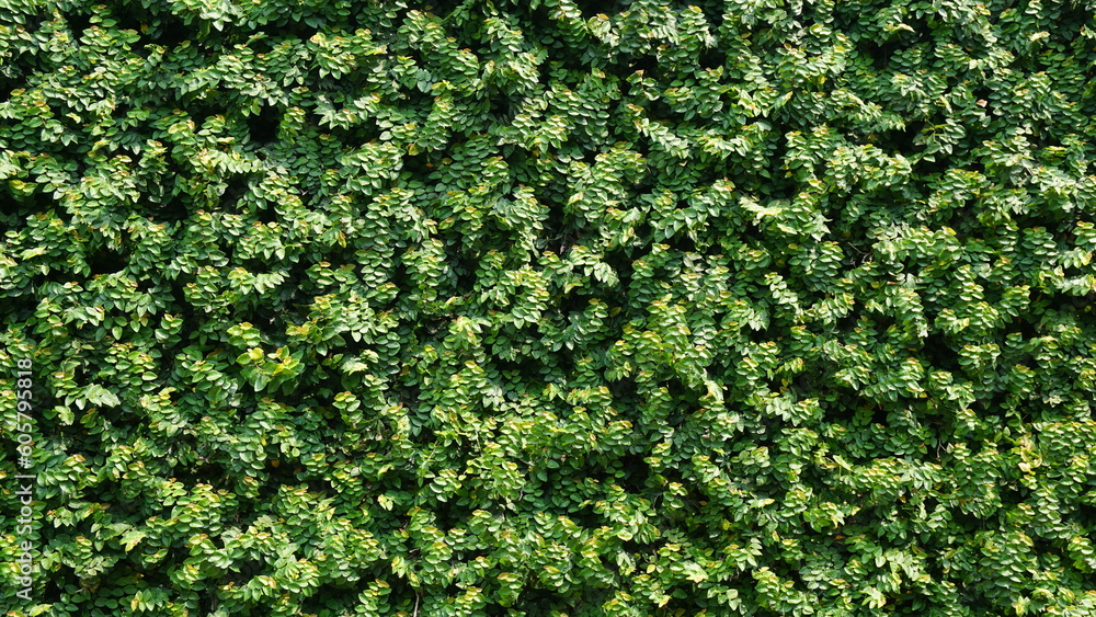 Green leaf background, Green grass wall texture for background design ...