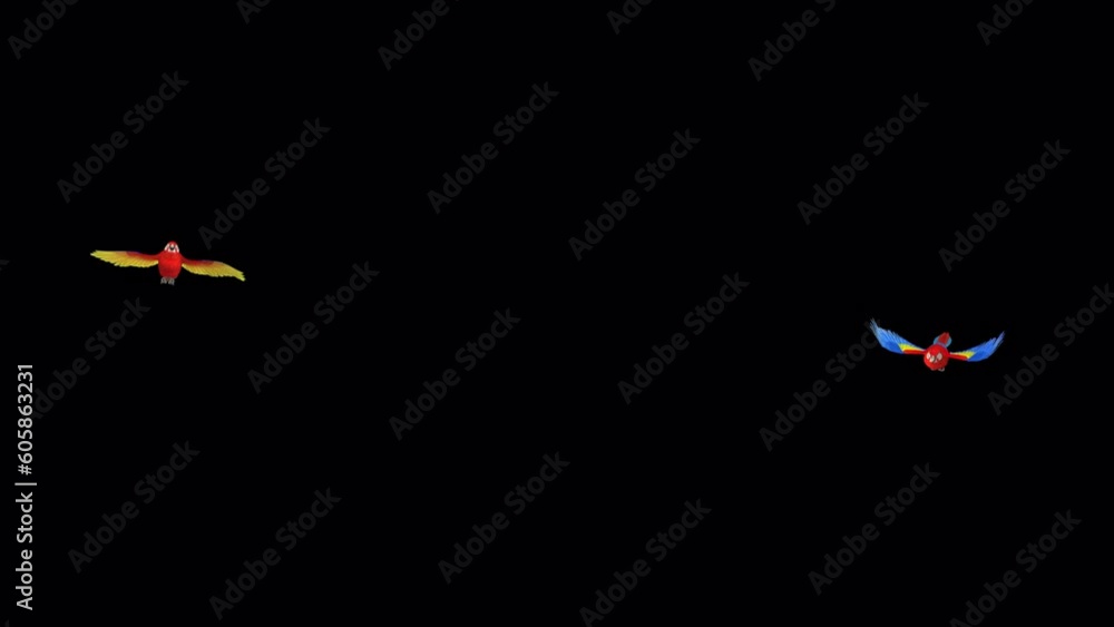 Scarlet Macaw Pair - Two Parrot Birds - Flying Around Loop - 3D ...