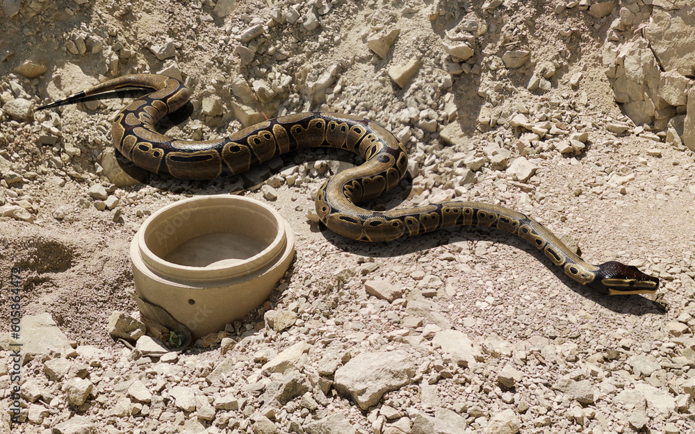 3d illustration of ball python regius isolated on ground. A royal ...