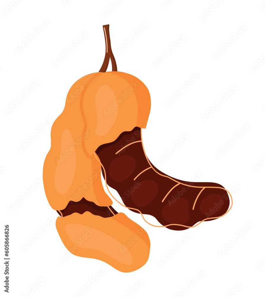 Hanging Tamarind Fruit Icon Doodle Hand Drawing Cartoon Vector ...