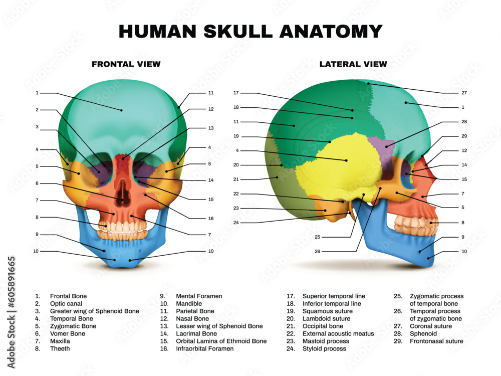 Human Skull Anatomy Infographic Stock Vector | Adobe Stock