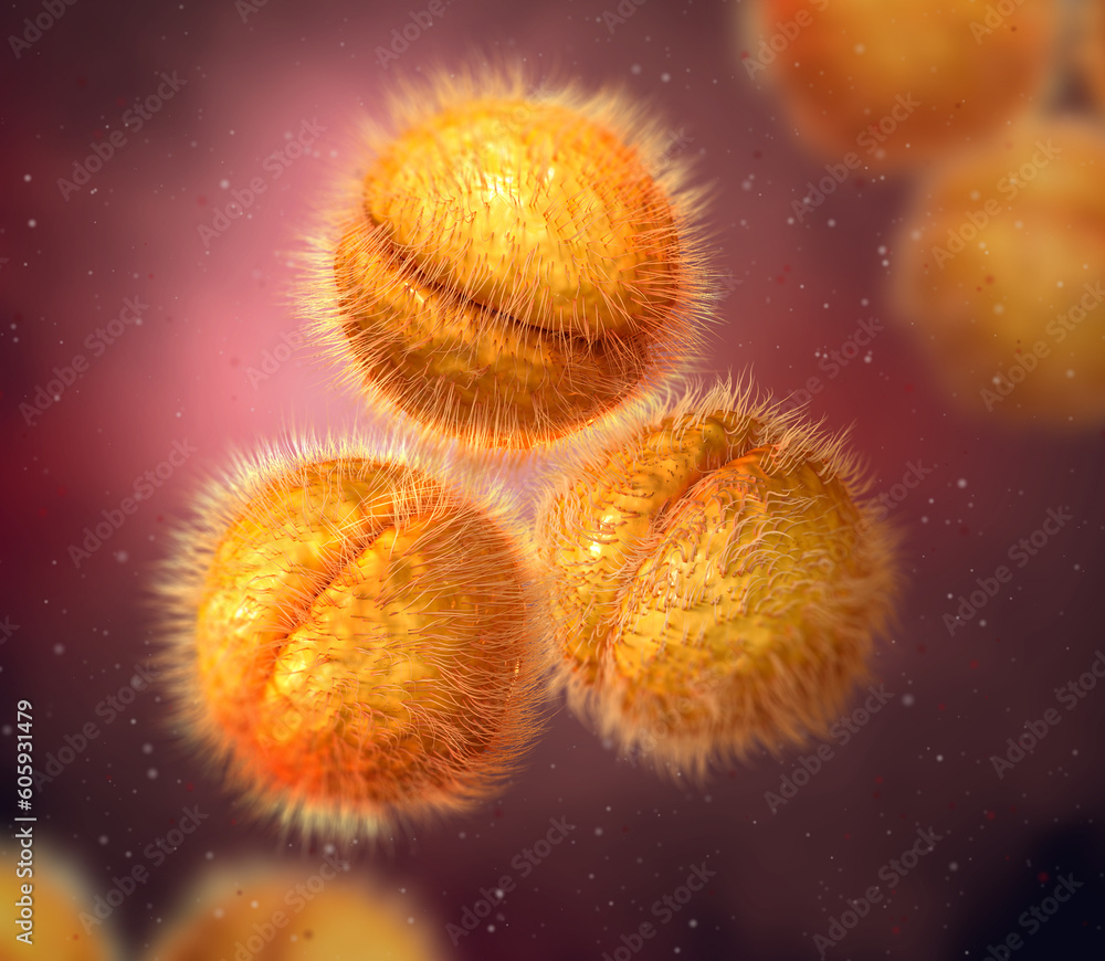 Medical background, genus of bacteria from the Neisseriaceae family ...