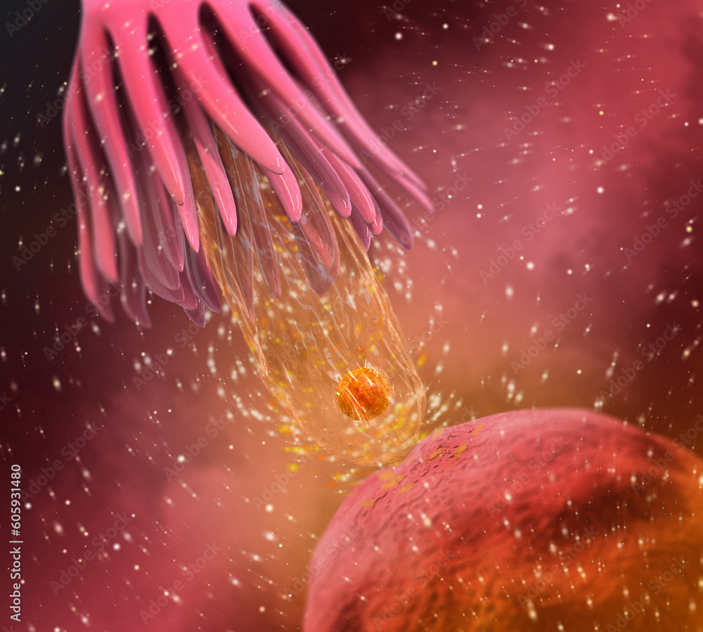 Menstrual cycle diagram. Woman health concept. Menstruation phases ...