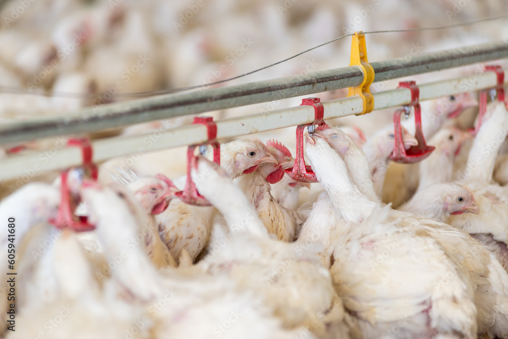 Modern chicken farm. Food industry. Indoors chicken farm, chicken ...