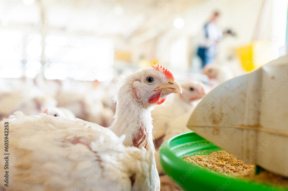 Poultry farm with chicken. Husbandry, housing business for the purpose ...