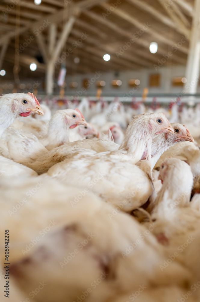 Poultry farm with chicken. Husbandry, housing business for the purpose ...