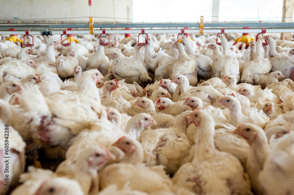 Poultry farm with chicken. Husbandry, housing business for the purpose ...