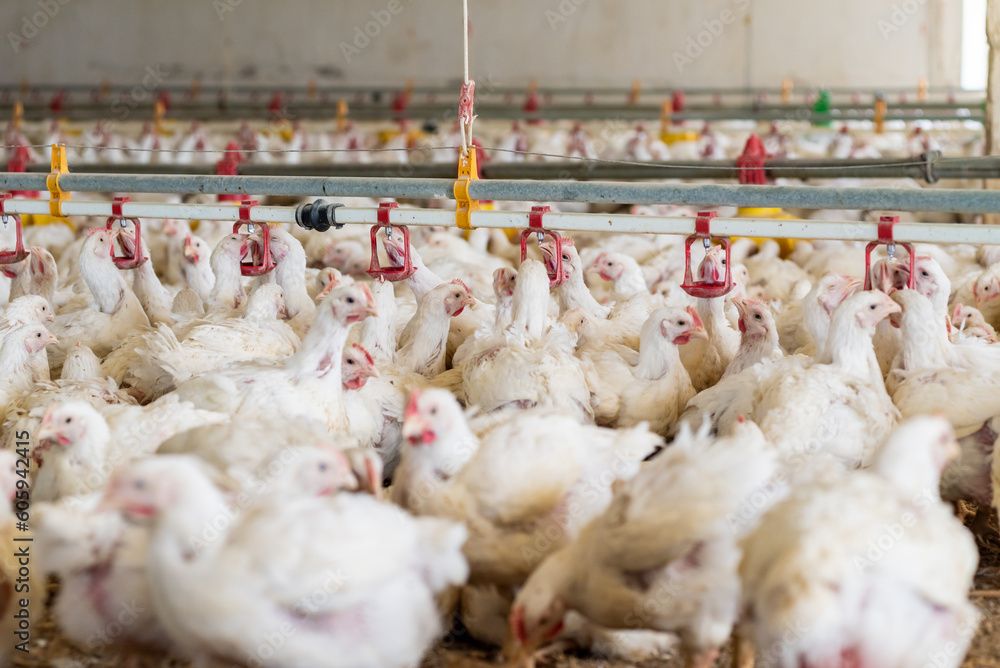 Poultry farm with chicken. Husbandry, housing business for the purpose ...