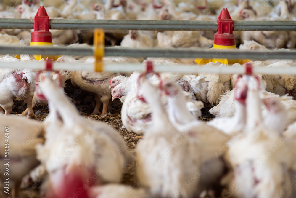 Poultry farm with chicken. Husbandry, housing business for the purpose ...