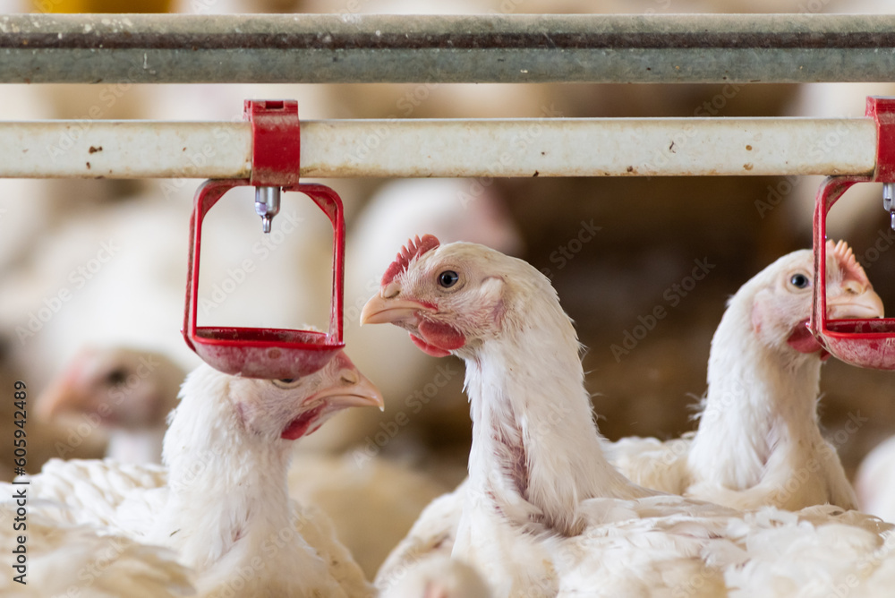 Poultry farm with chicken. Husbandry, housing business for the purpose ...