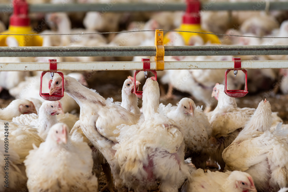 Poultry farm with chicken. Husbandry, housing business for the purpose ...