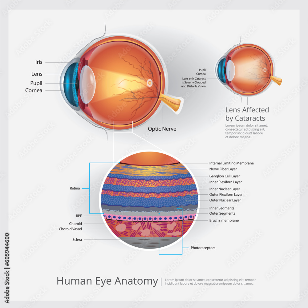 Human Eye Anatomy Vector Illustration Stock Vector | Adobe Stock