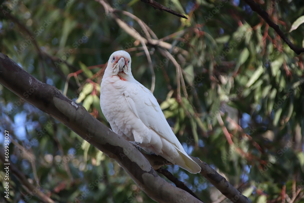 Little Corella (Cacatua sanguinea), aka Short-billed Corella, Casey ...