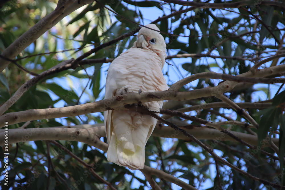 Little Corella (Cacatua sanguinea), aka Short-billed Corella, Casey ...