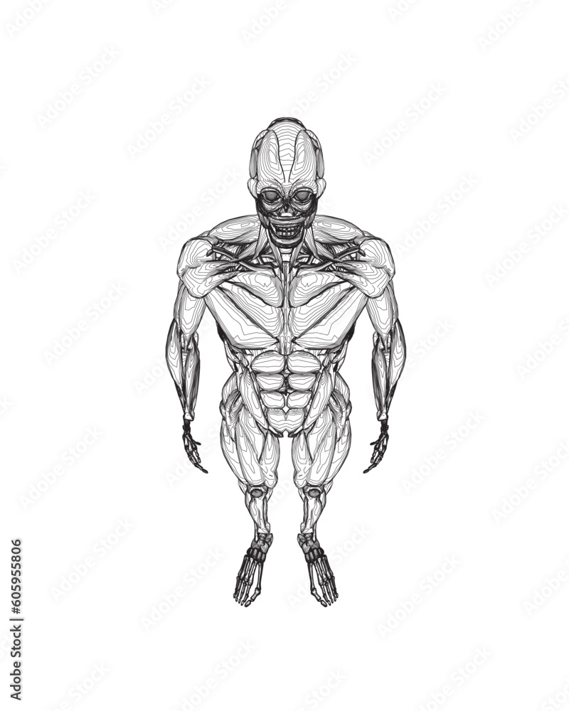 Human body anatomy male man contour , muscular system of muscles . Flat ...