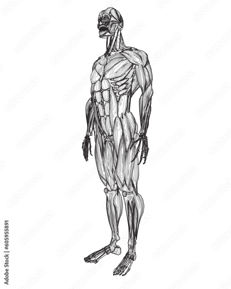 Human body anatomy male man contour , muscular system of muscles . Flat ...