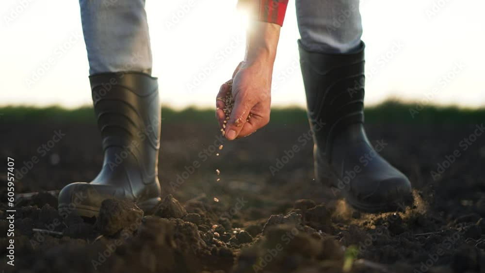 Agriculture concept.Wheat seeds in hands of farmer. Farmer worker ...