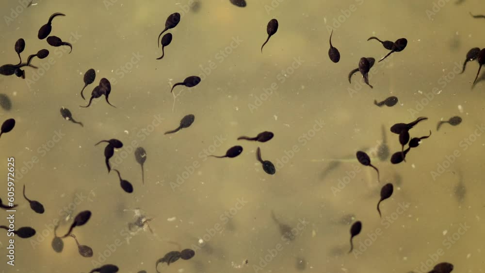 Many tadpoles, the larval stage in the biological life cycle of a frog ...