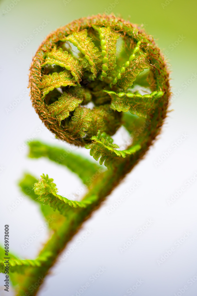 Unrolling spiral of the male fern (Dryopteris filix-mas) macro close up ...