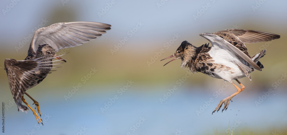 Ruff - male birds fighting at a wetland on the mating season in spring ...