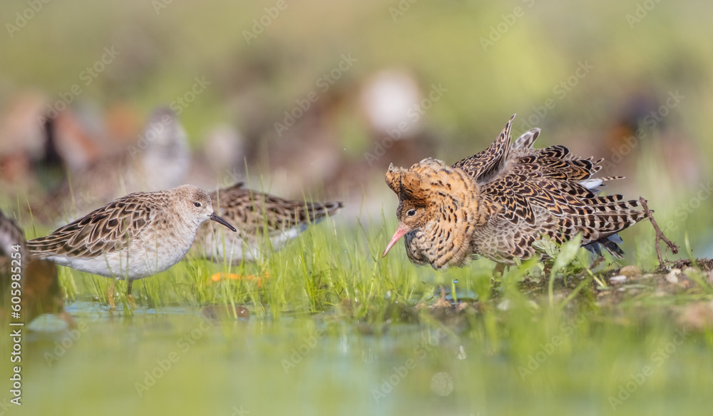 Poster The ruff - pair at wetland on a mating season in spring – Wall ...