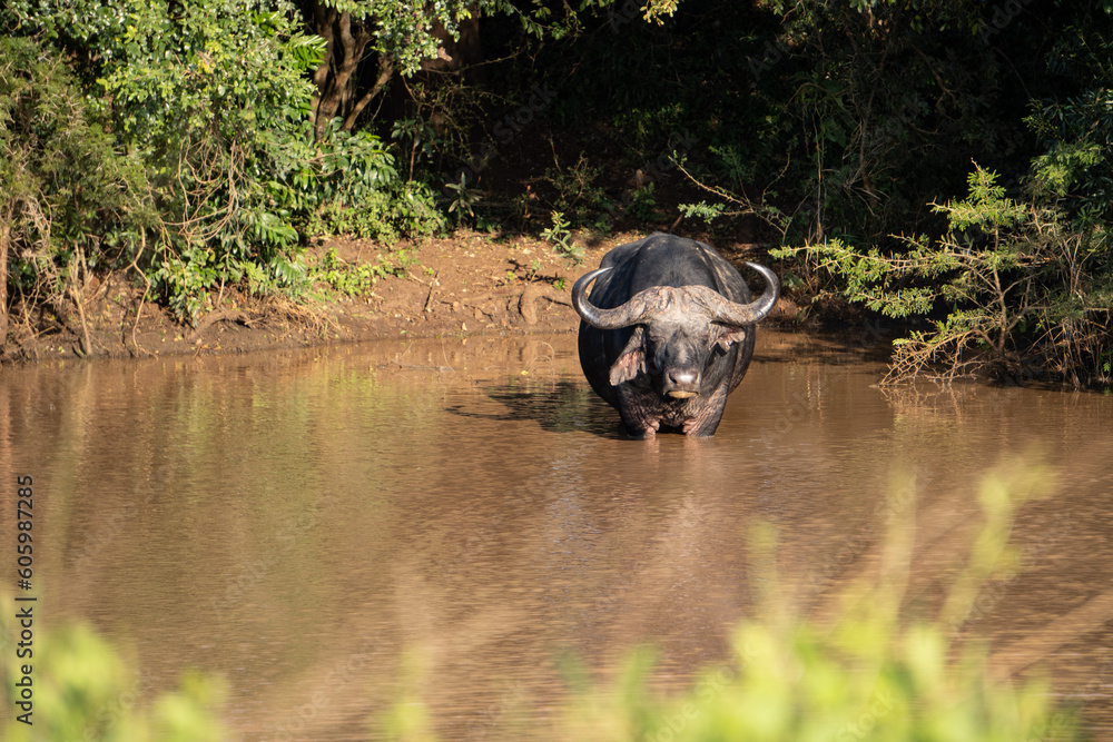 Buffalo drinking at a waterhole in Hluhluwe Imfolozi National Park in ...