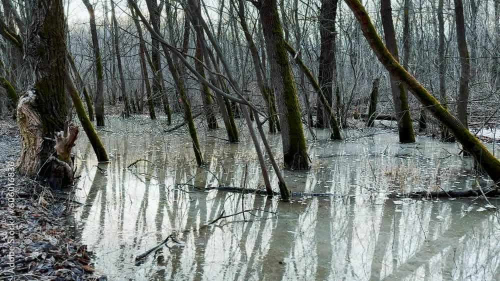 spilling dry tree trunks in water. nature a swamp spring concept. swamp ...