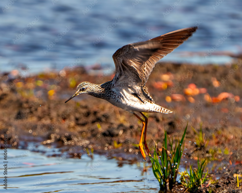 Common Sandpiper Photo and Image. Sandpiper close-up view flying and ...