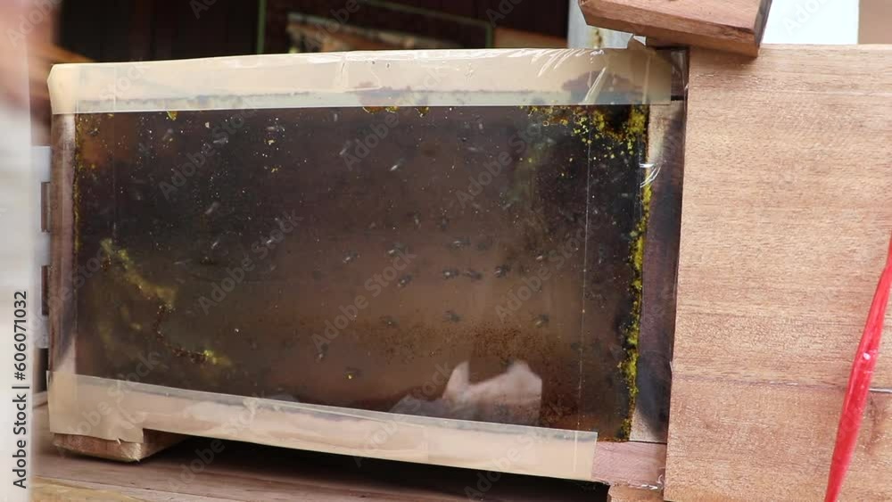 stingless bee flying. Meliponines Nest Stingless bees,or called ...