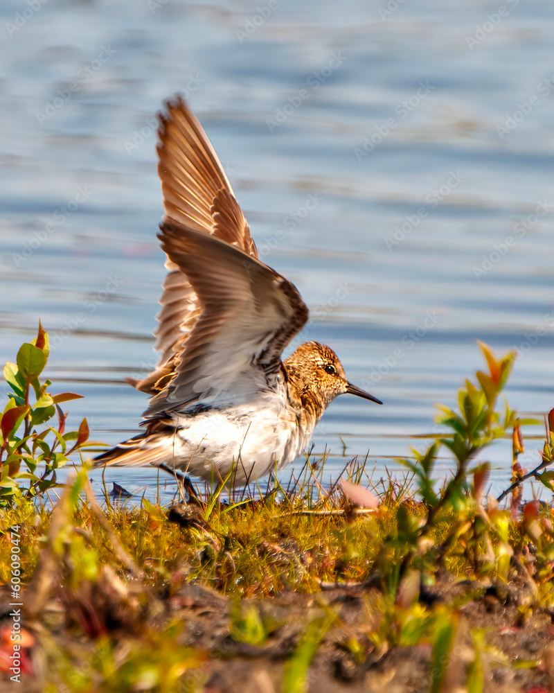 Common Sandpiper Photo and Image. close-up side view with flapping ...