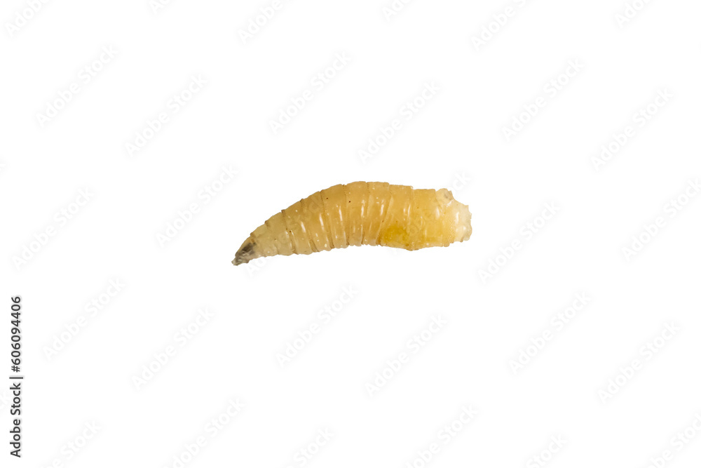 fly larvae on a transparent isolated background. png Stock Photo ...
