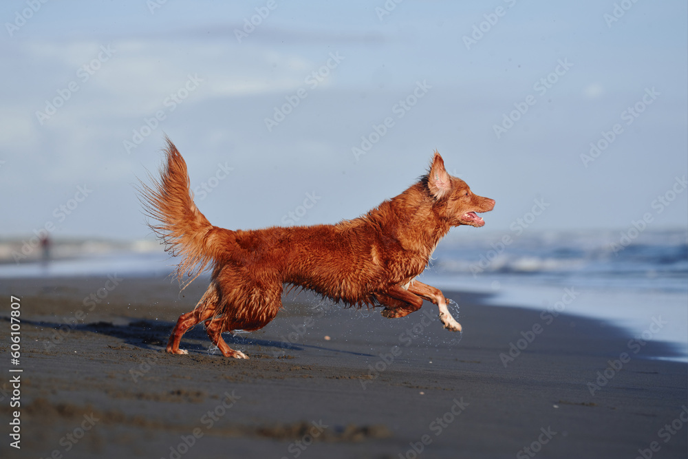 Funny red dog on the beach. Nova Scotia duck tolling retriever runs on ...