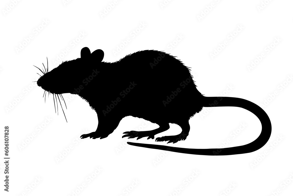 Rat silhouette isolated on white background. Vector illustration Stock ...