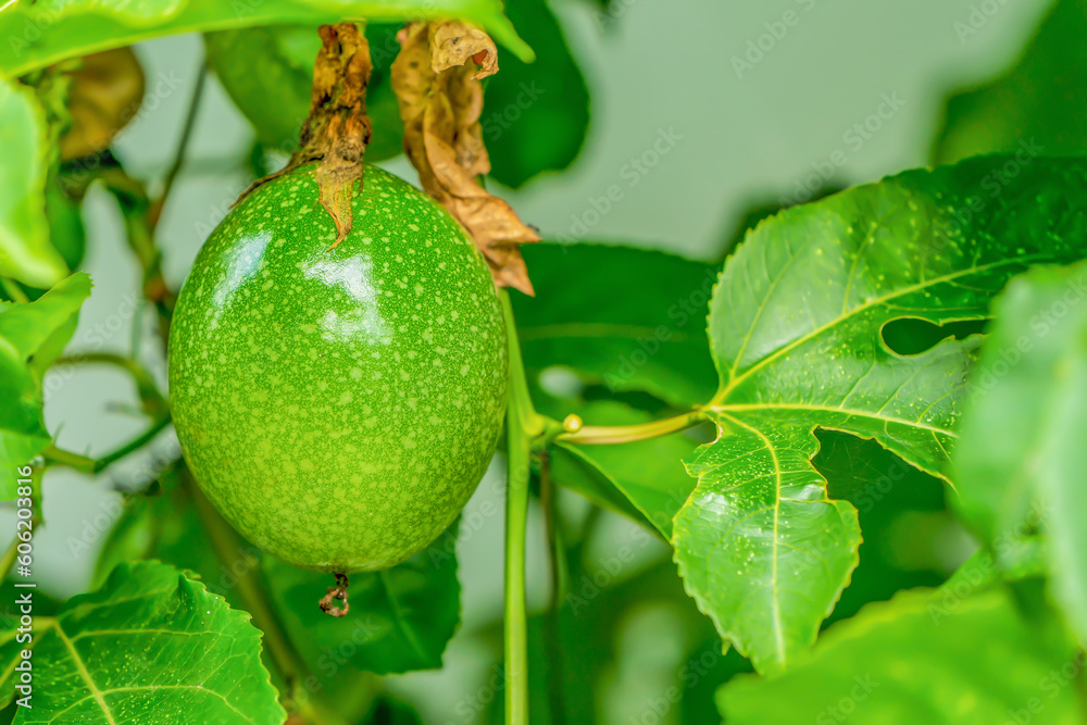 Fruit of Bauhinia monandra (orchid tree) Stock Photo | Adobe Stock