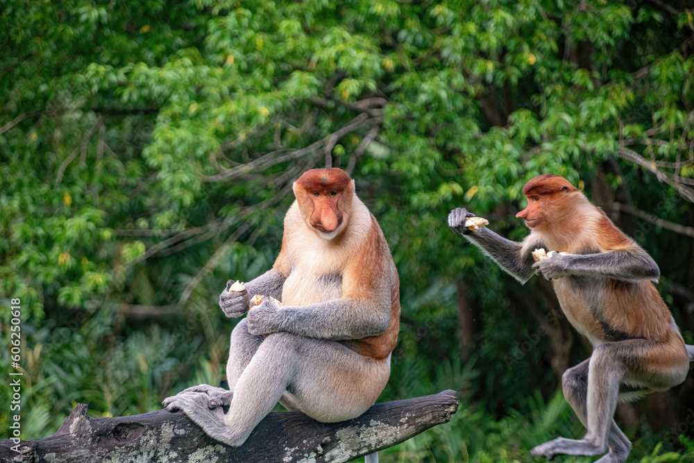 Proboscis monkeys in the Borneon rainforest, Sabah, Malaysia. Stock ...