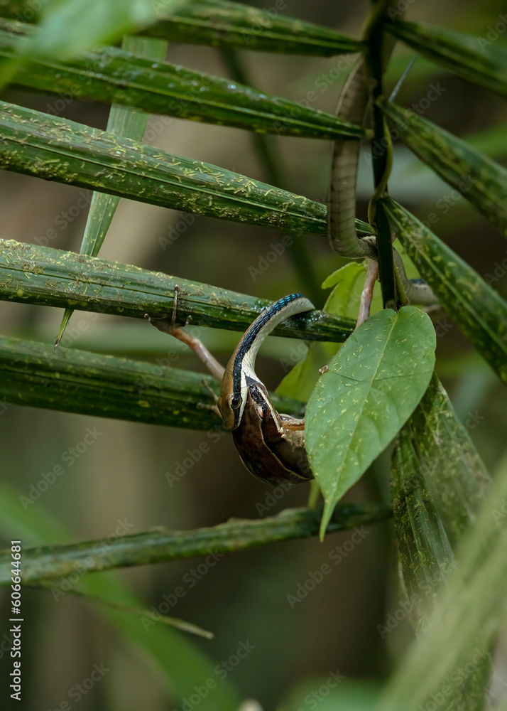 Snake with frog catch (Ashok's bronzeback tree snake with Indosylvirana ...
