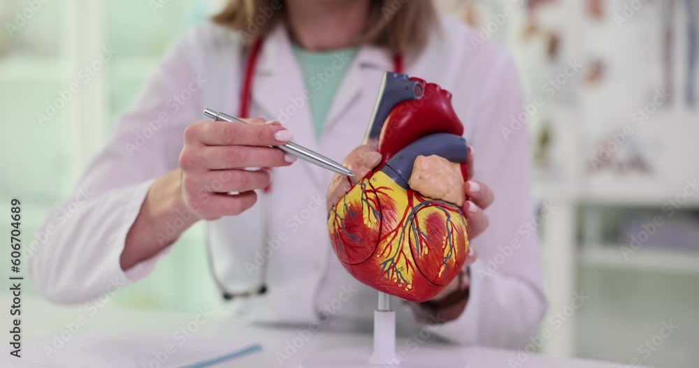 Female medic in work uniform examines artificial model of human heart ...