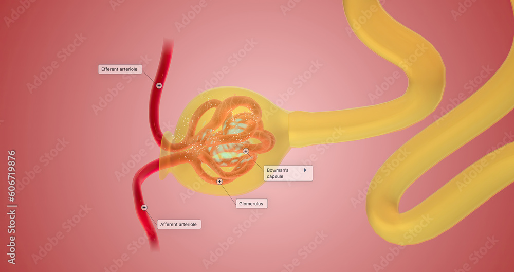 When blood reaches the kidney, the nephron filters it from fluid, red ...