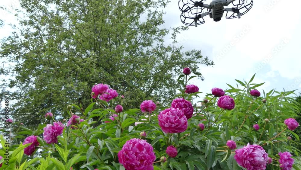 Vidéo Stock Filming and taking pictures of peony flowers with drone ...