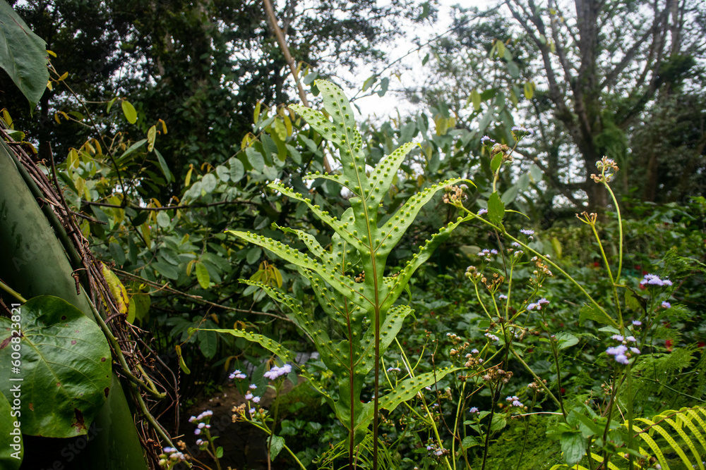 Phymatosorus Scolopendria Leaves: A Closer Look at Nature's Intricate ...