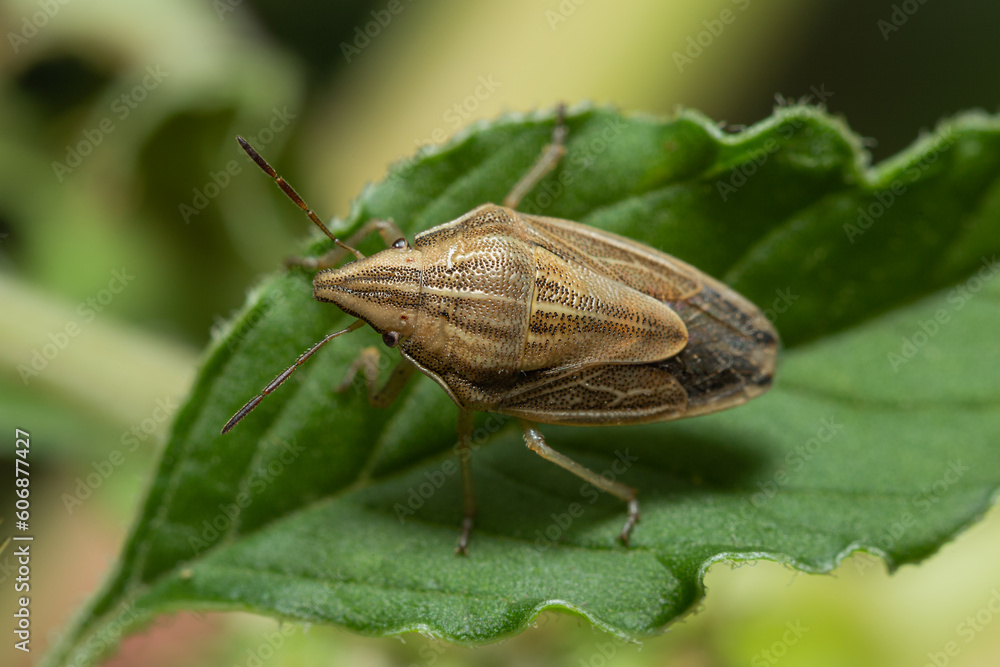 Bishop's Mitre Shield Bug (Aelia acuminata) sitting on the leaf of a ...