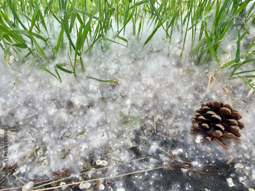 White fluff on the side of the road on the green grass. concept poplar ...